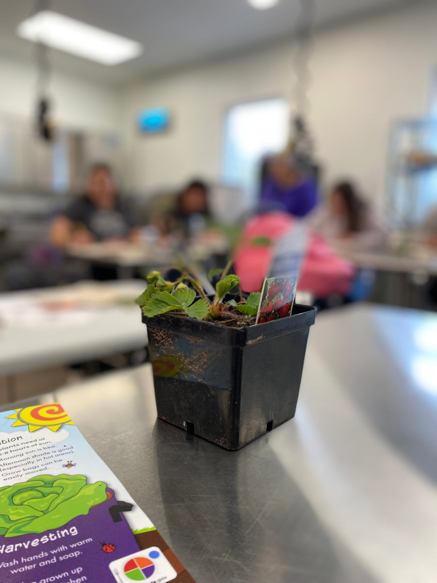 Lessons of the Berry – Heart Berry